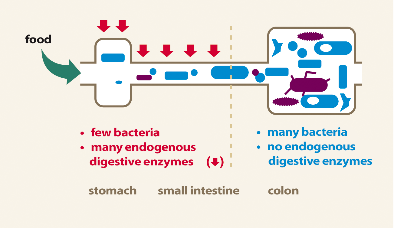 Raw feeding - BARF for dogs and cats - Part I: digestive physiology ...
